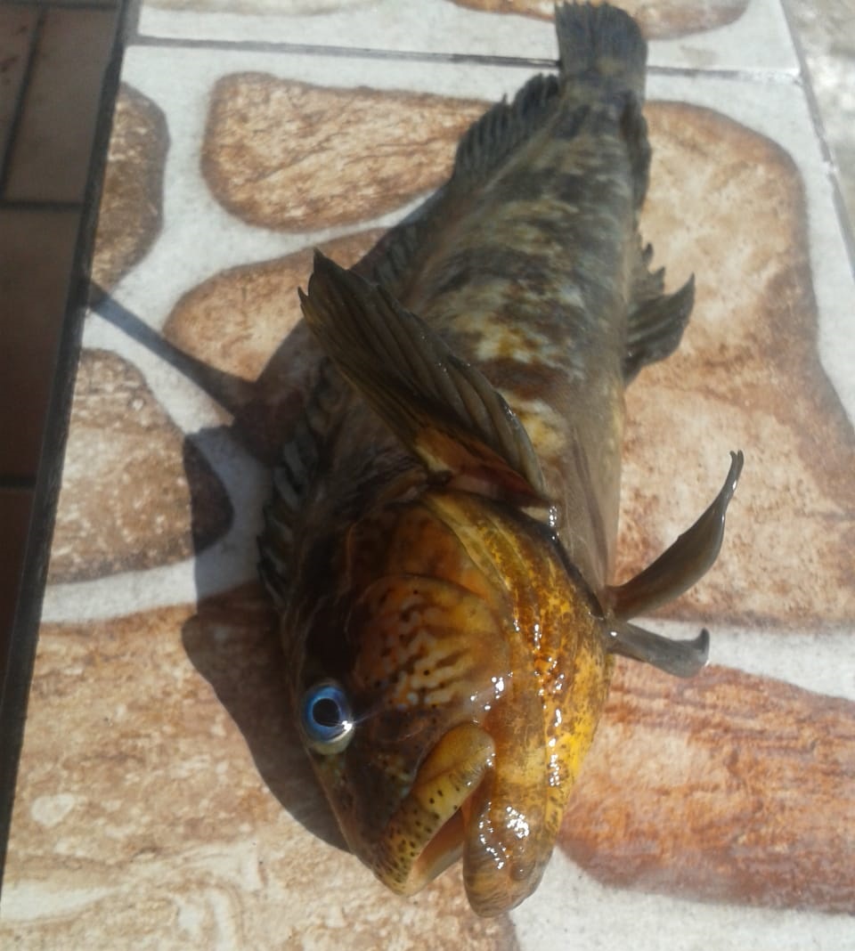 7 curiosidades sobre la playa Tomoyo Beach (Tacna - Perú) | Viajes y ...